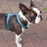 What are Calming Signals in Dogs? Photos of Dog Body Language