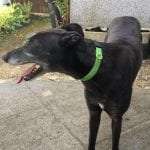 What are Calming Signals in Dogs? Photos of Dog Body Language