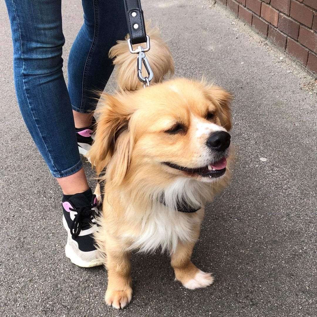 Calming Signals Dog Training Essex - Dog Trainer in Kent