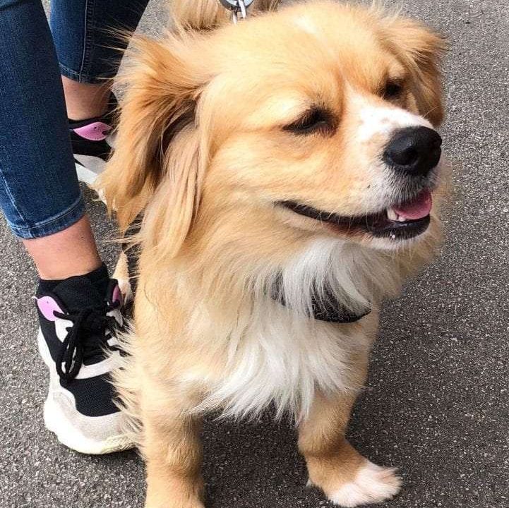 What are Calming Signals in Dogs? Photos of Dog Body Language